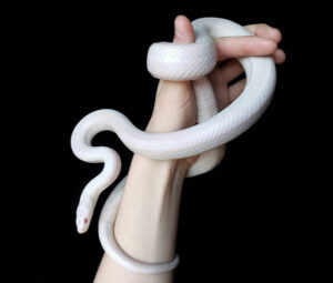 White Corn Snake: Meet The Sparkling Diamonds And Know How To Take Care ...