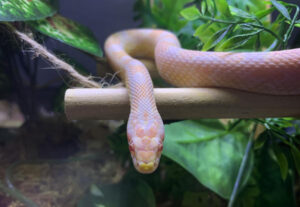 Snow Corn Snake: Enjoy The Lightshow Of Gray And White!
