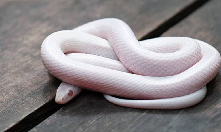 White Corn Snake: Meet The Sparkling Diamonds And Know How To Take Care ...
